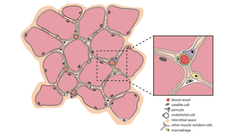Stem Cell Therapy for Muscular Dystrophies | CryoSave SA